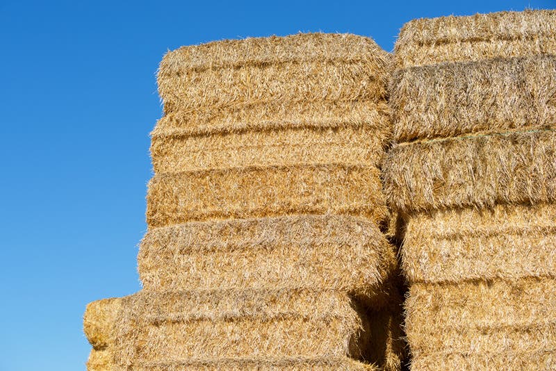 Straw bales view stock photo. Image of heap, harvested - 220170260