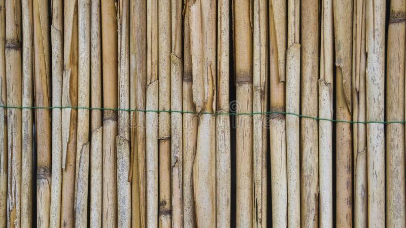 Texture from bamboo cane stock image. Image of grass - 110558107