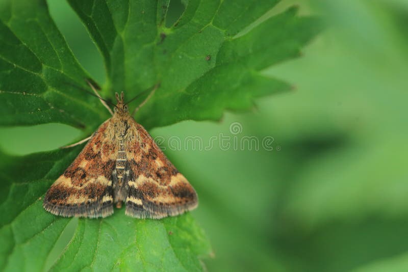 Straw-barred pearl moth stock photo. Image of animal - 205263524