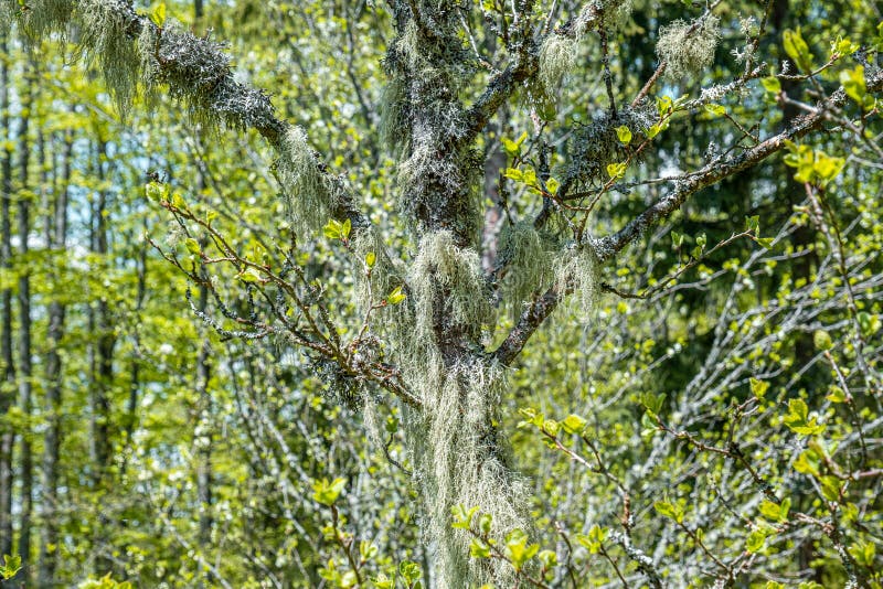 Straw Beard Lichen, Other Fungi and Moss on the Tree Branch Stock Image ...