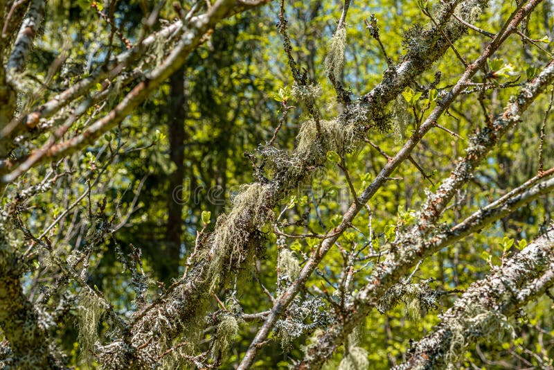 Straw Beard Lichen, Other Fungi and Moss on the Tree Branch Stock Photo ...