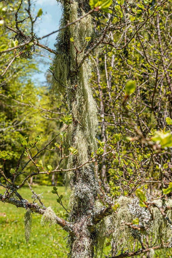 Straw Beard Lichen, Other Fungi and Moss on the Tree Branch Stock Image ...