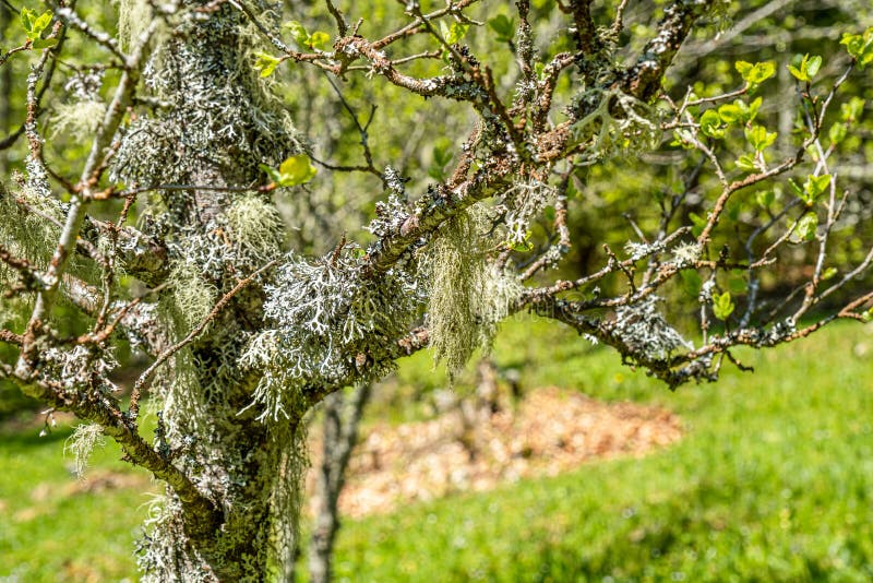Straw Beard Lichen, Other Fungi and Moss on the Tree Branch Stock Photo ...
