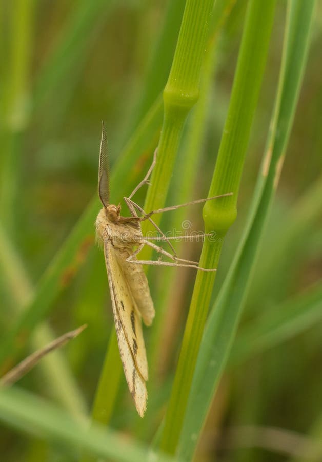 Straw Belle Moth En Tronco Vertical De La Hierba Foto de archivo ...