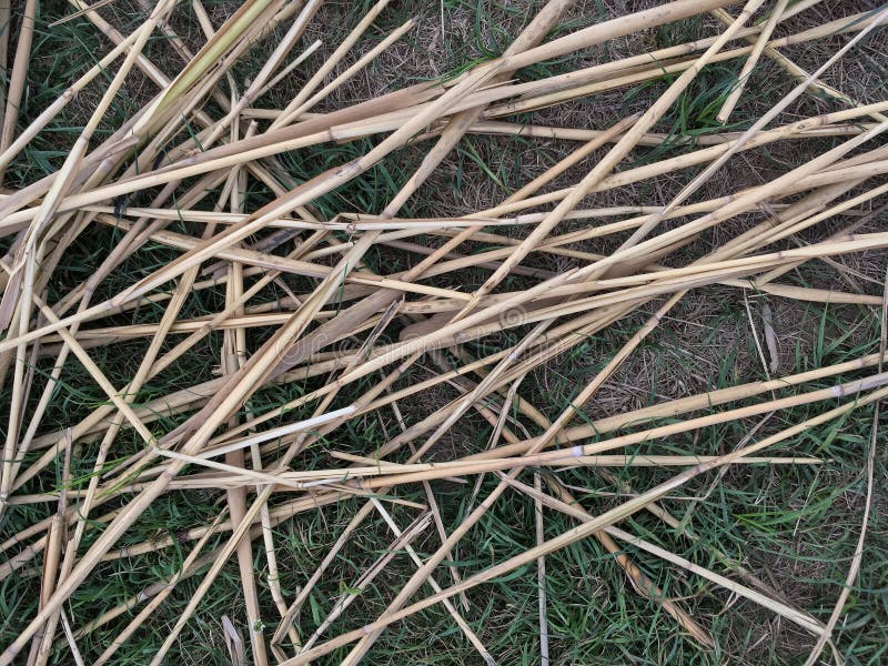 Straw of the black earth stock photo. Image of black - 154666368