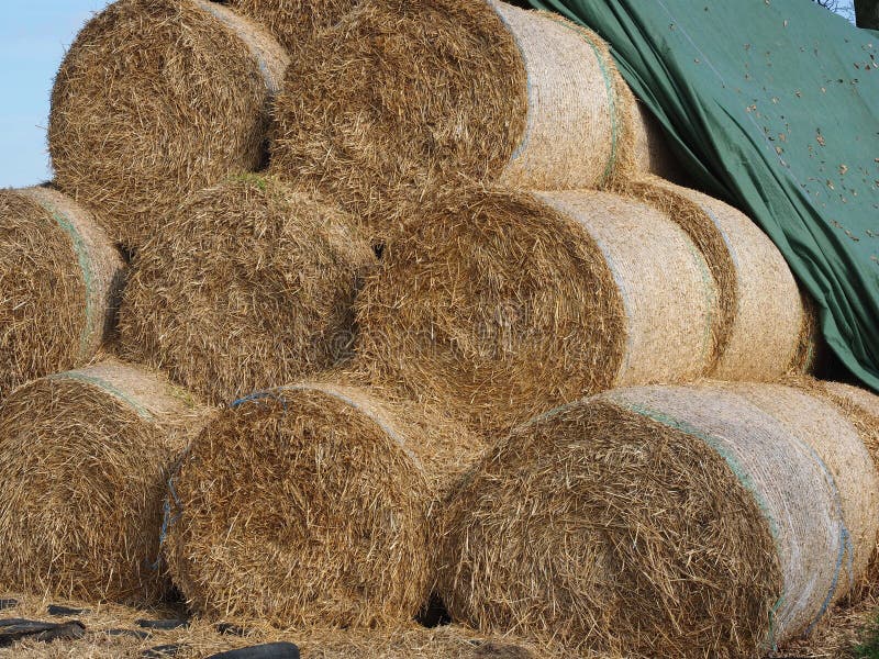 Straw Clenches Stapled in Nature Stock Image - Image of clenches, sunny ...