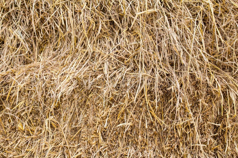 Straw stock photo. Image of thatch, wheat, scene, rick - 34026304