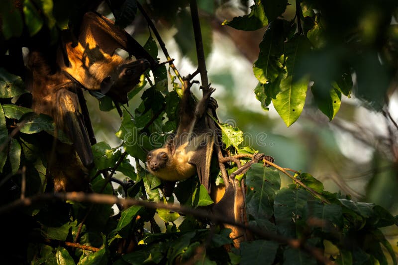 Straw Coloured Fruit Bat, Eidolon Helvum Stock Image - Image of animal ...