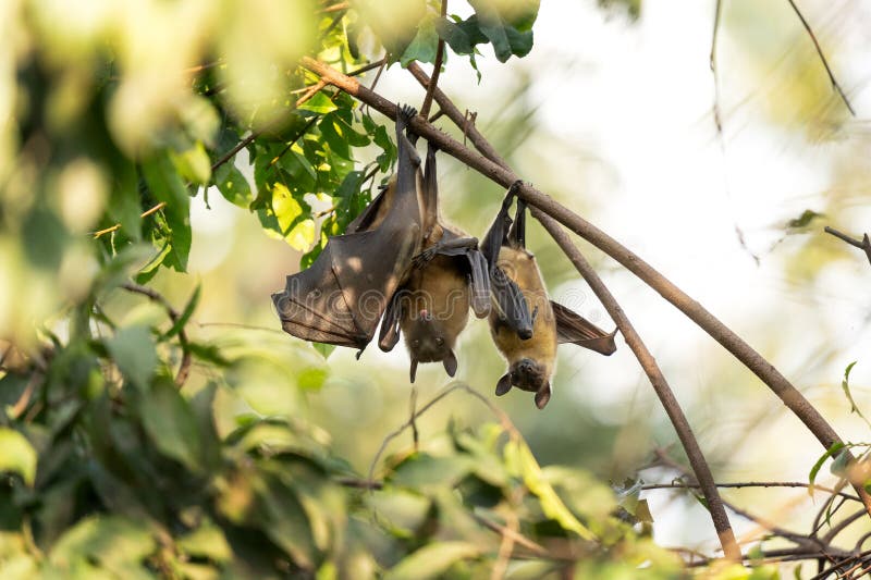 Straw Coloured Fruit Bat, Eidolon Helvum Stock Photo - Image of africa ...