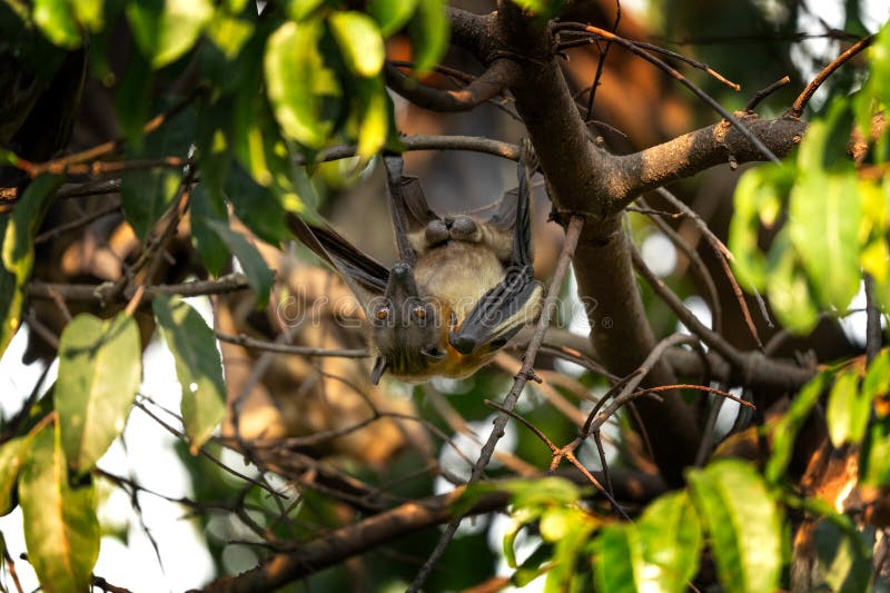 Straw Coloured Fruit Bat, Eidolon Helvum Stock Photo - Image of colony ...