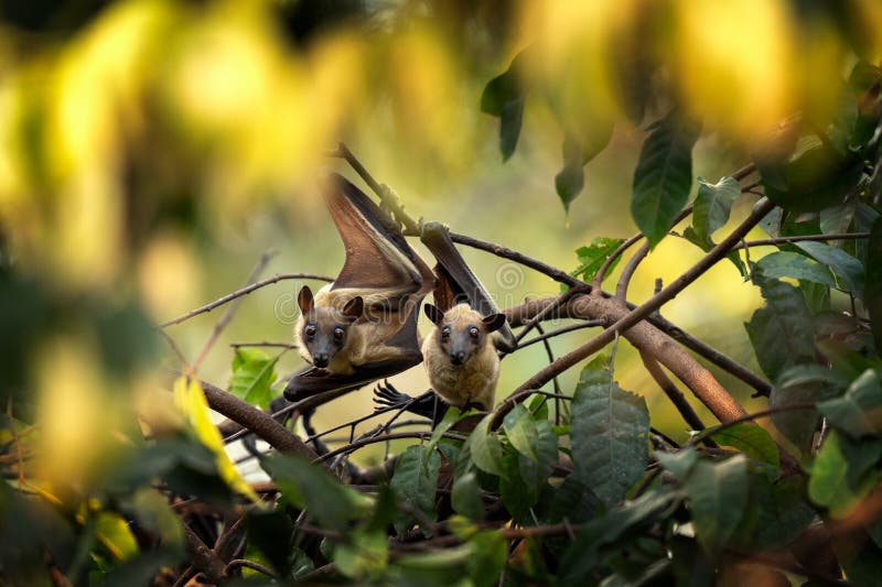 Straw-coloured Fruit Bat - Eidolon Helvum, Beautiful Small Mammal from ...