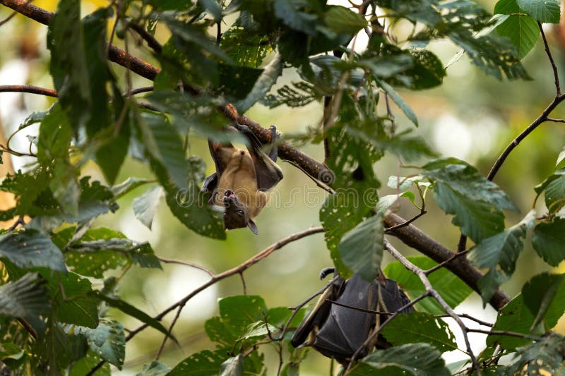 Straw Coloured Fruit Bat, Eidolon Helvum Stock Image - Image of colony ...