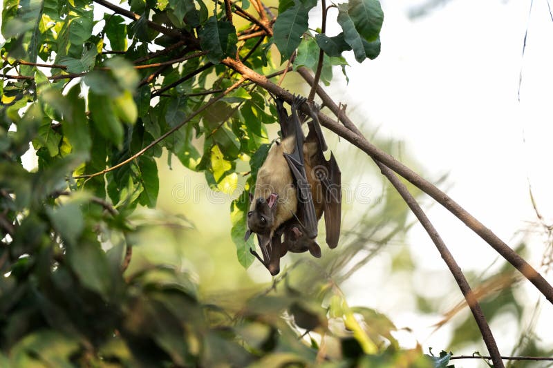 Straw Coloured Fruit Bat, Eidolon Helvum Stock Photo - Image of feed ...