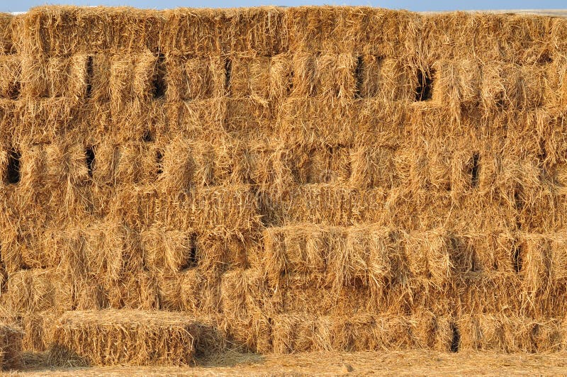 Rice Straw for cow stock photo. Image of livestock, beef - 23472436