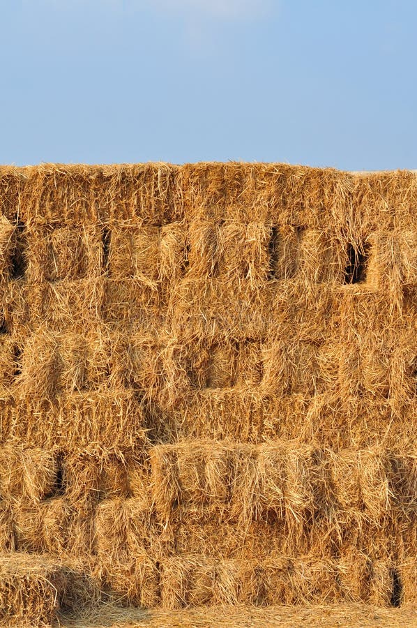 Rice Straw for cow stock photo. Image of livestock, beef - 23472436