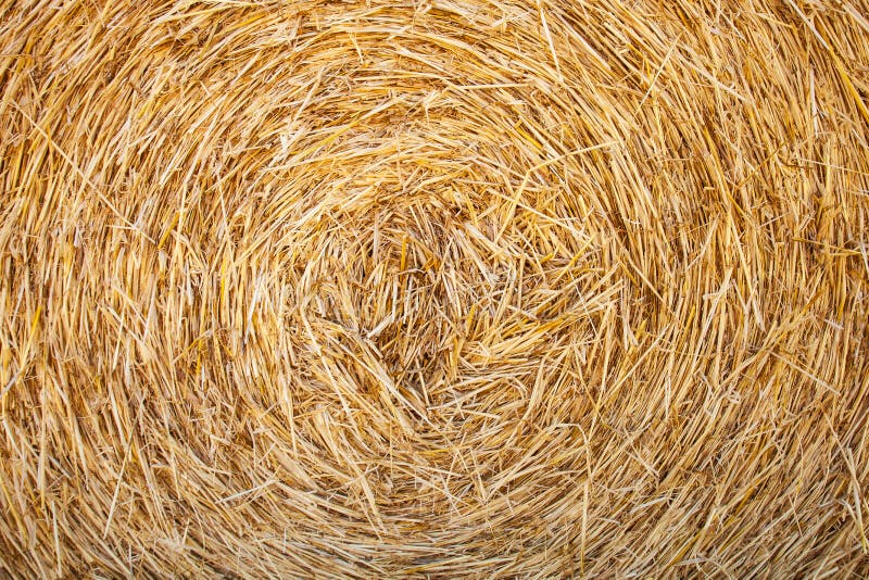 Straw crop stock image. Image of farm, farming, crop - 26006305