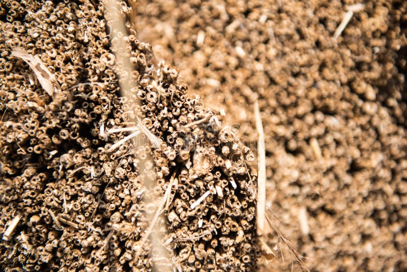 Straw detail nature stock image. Image of nature, straw - 86183301