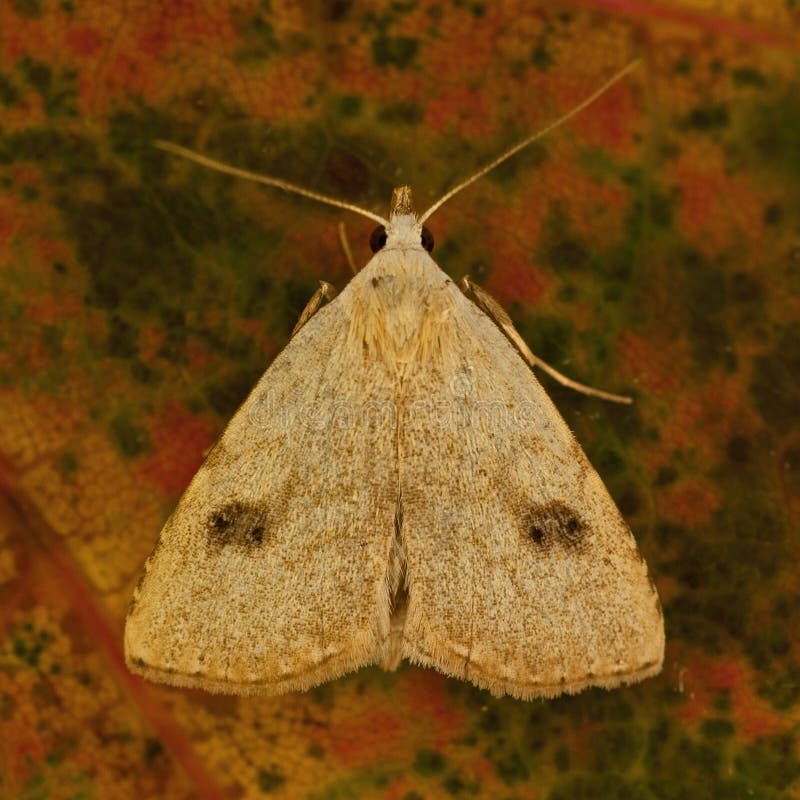 The Straw Dot, Rivula Sericealis Stock Image - Image of copper, line ...