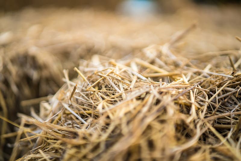 Straw, Dry Straw, Hay Straw Yellow Background, Hay Straw Texture Stock ...