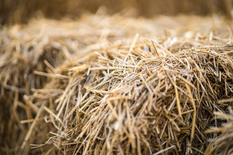 Hay Strands Stock Photos - Free & Royalty-Free Stock Photos from Dreamstime
