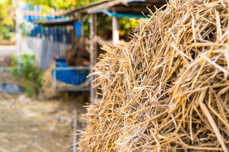 Straw, Dry Straw, Hay Straw Yellow Background, Hay Straw Texture Stock ...