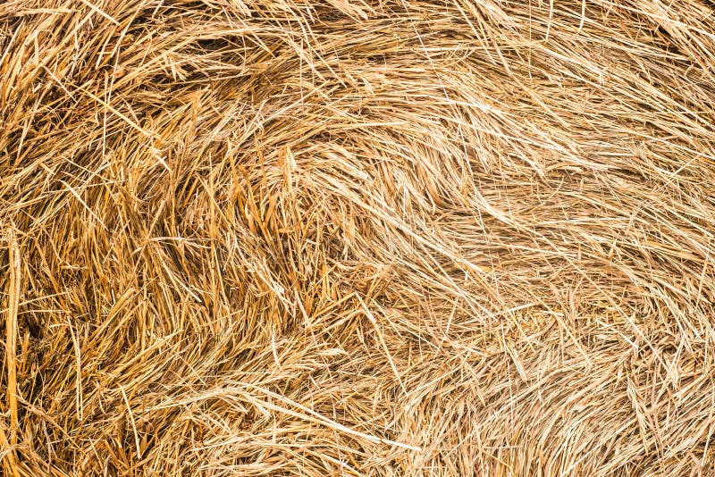 Straw, Dry Straw Texture Background, Vintage Style for Design Stock ...