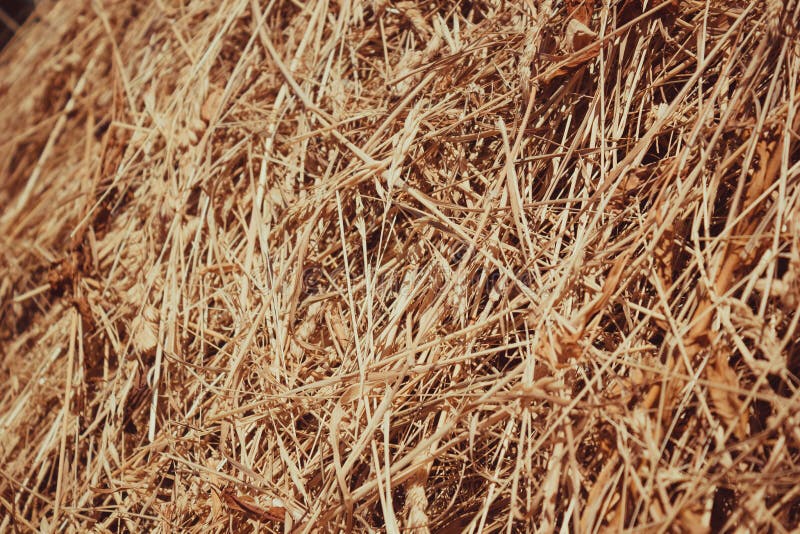 Straw, Dry Straw Texture Background, Vintage Style for Design. Stock ...