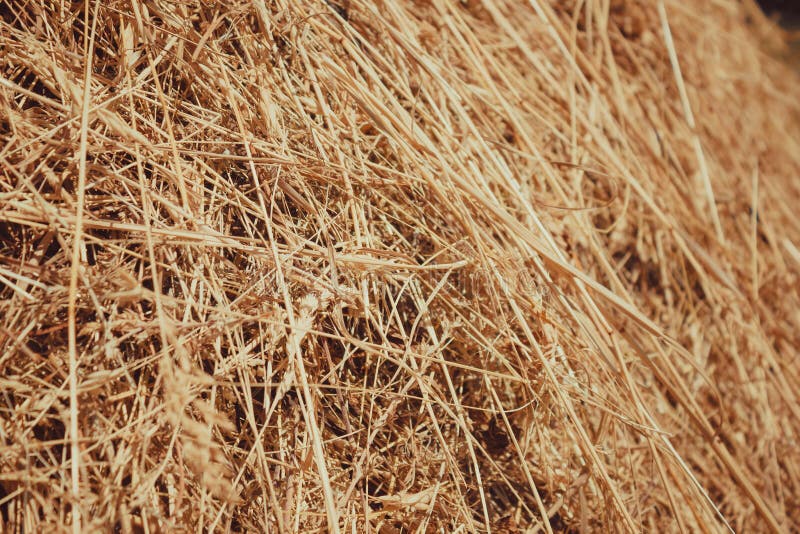 Straw, Dry Straw Texture Background, Vintage Style for Design. Stock ...