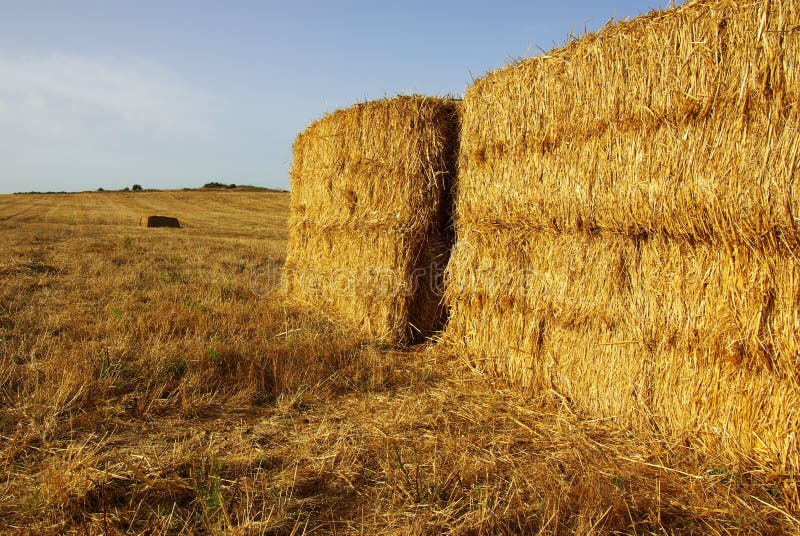 Straw Field stock photo. Image of field, pile, gold, harvest - 10559294