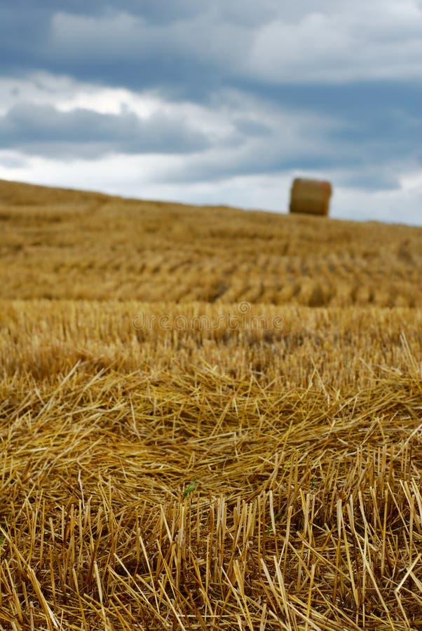 Straw field stock image. Image of stems, daytime, cultivation - 12594563