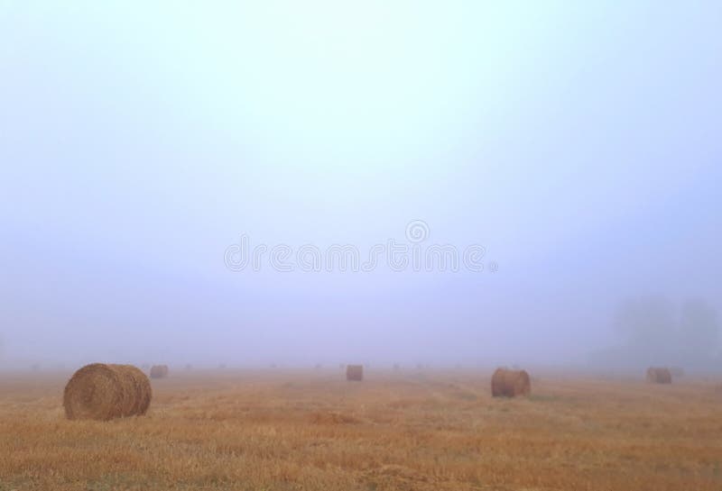 Straw field dawn in mist stock photo. Image of grass - 229687258