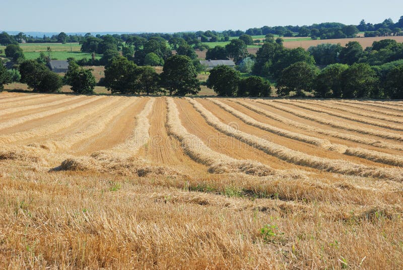 Field after harvest stock image. Image of meadow, summer - 167082013