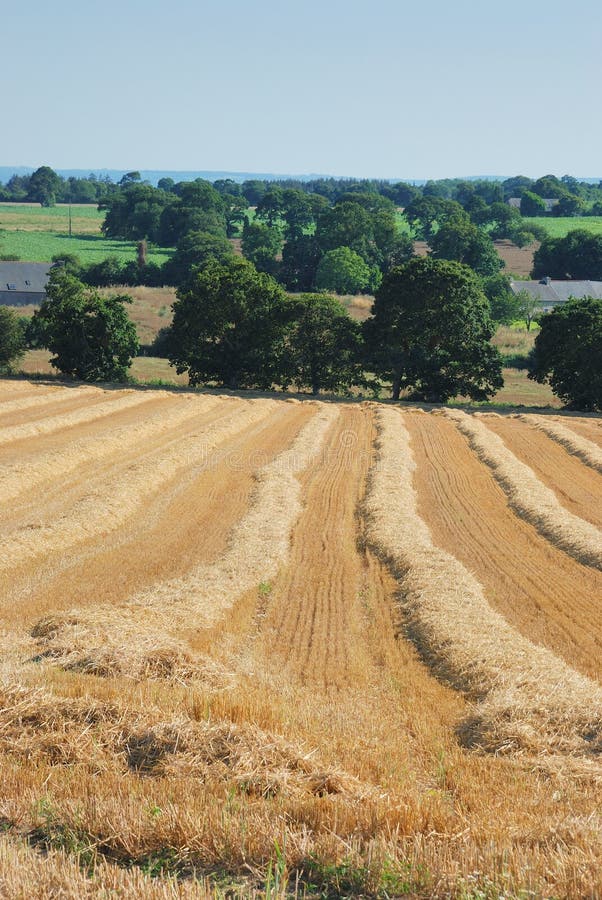Field after harvest stock image. Image of agriculture - 168018749