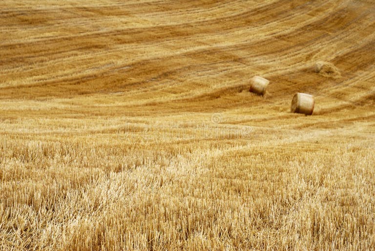 Straw field lines stock image. Image of group, stems, agriculture - 6251431