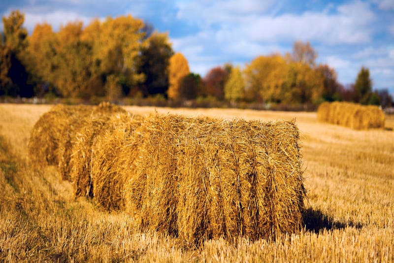 Straw in the field stock photo. Image of rolls, agriculture - 80816152