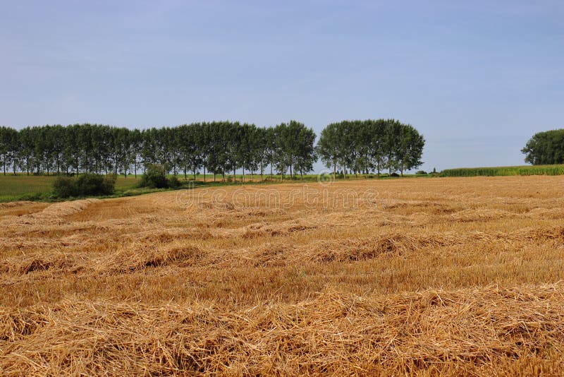 Straw Fields in the Countryside Stock Photo - Image of tree, trees ...