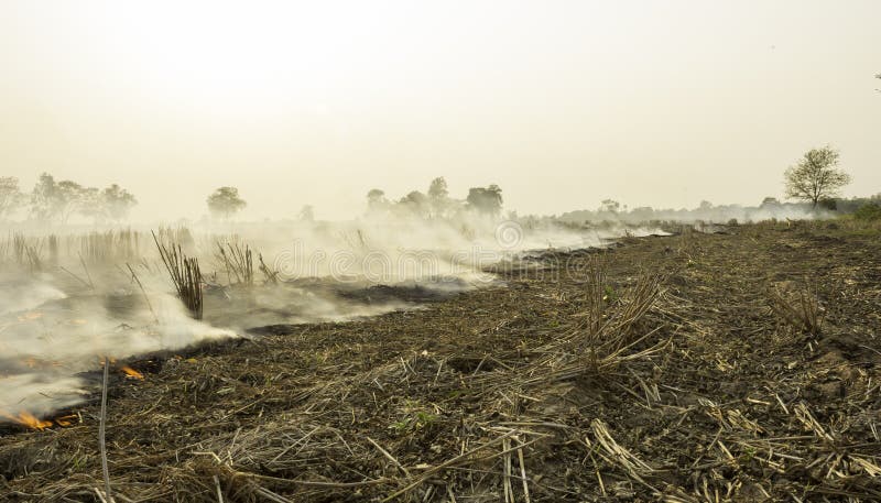 Straw fire stock photo. Image of environmental, agriculture - 213093374
