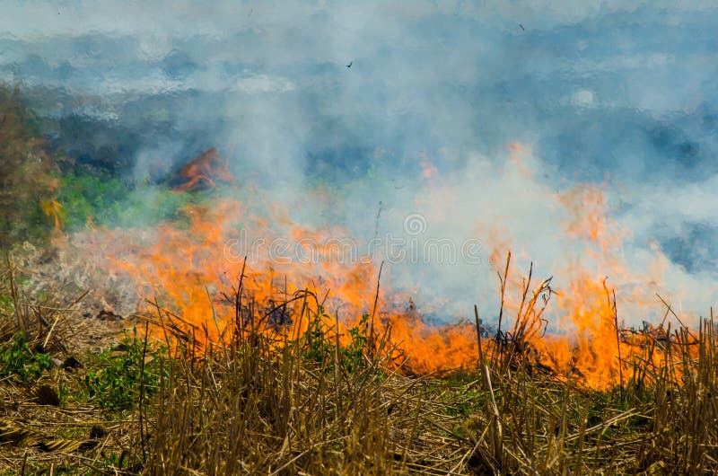Straw fire stock photo. Image of flame, meadow, growing - 52452010