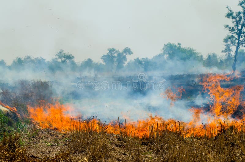 Straw fire stock photo. Image of glowing, grass, flare - 52451738