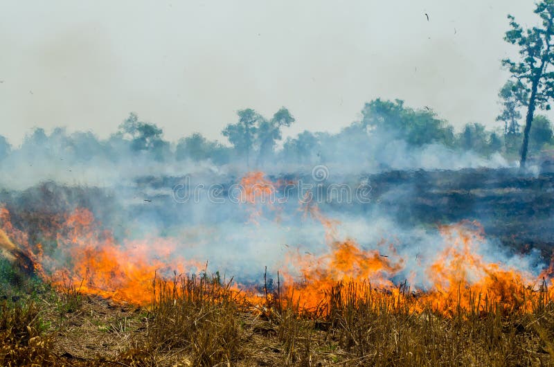 Straw fire stock photo. Image of flame, meadow, growing - 52452010
