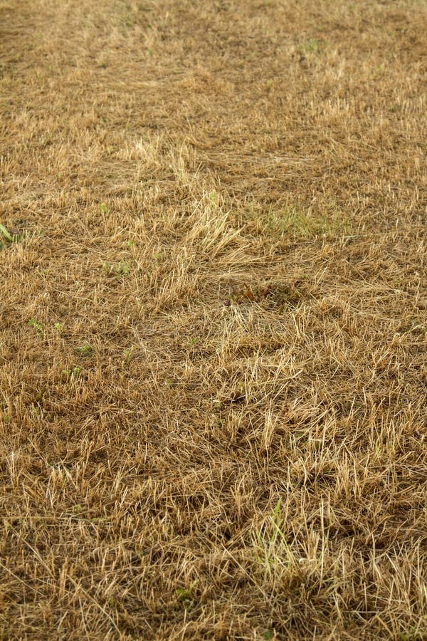 Straw floor stock photo. Image of haystack, landscape - 93466610