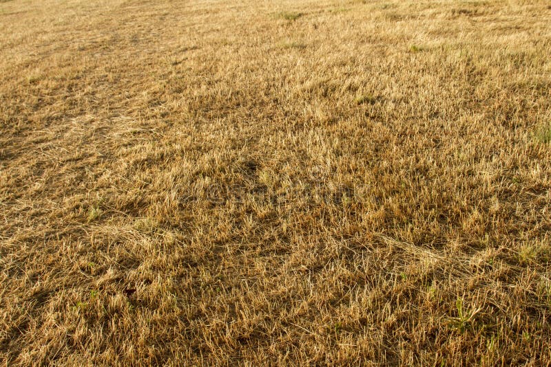 Straw floor stock photo. Image of outdoors, grass, scene - 93467302