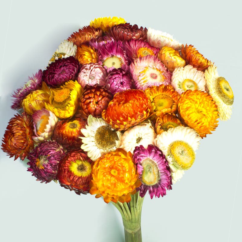 Straw flower stock image. Image of natural, petal, colorful - 28292229