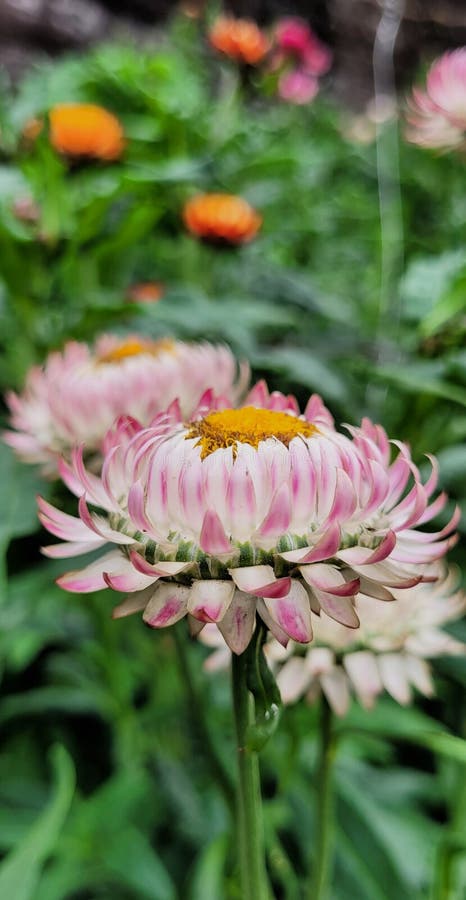 Straw Flower or Everlasting Daisy Stock Photo - Image of colorful ...