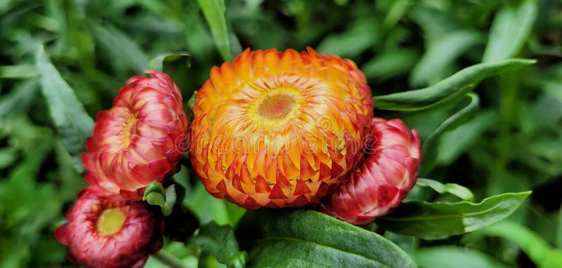 Straw Flower or Everlasting Daisy Stock Photo - Image of straw, wild ...