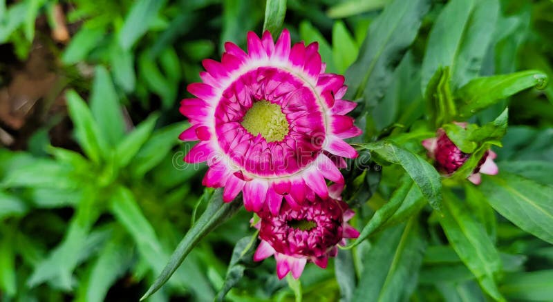 Straw Flower or Everlasting Daisy Stock Image - Image of colorful, wild ...