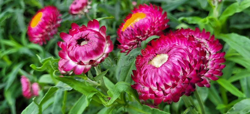 Straw Flower or Everlasting Daisy Stock Photo - Image of flower ...