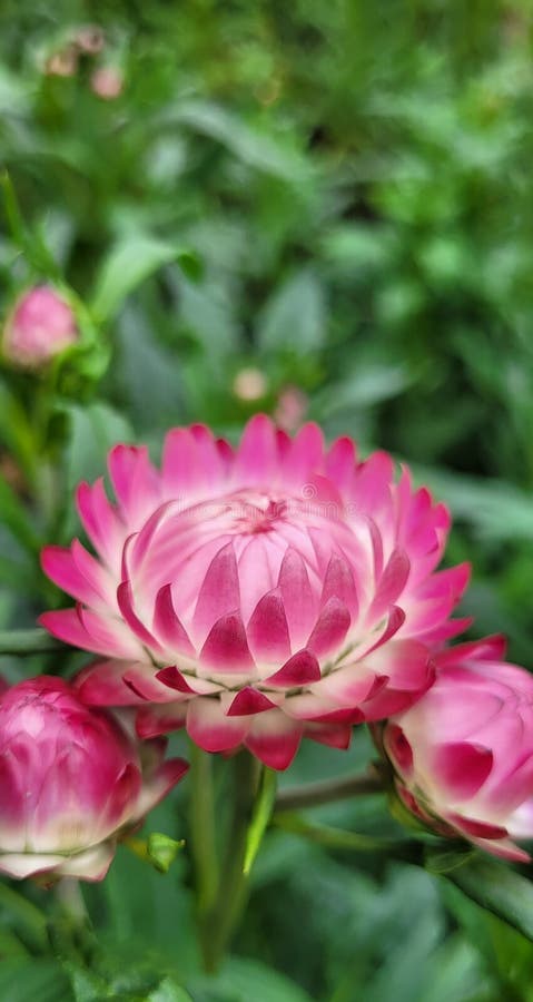 Straw Flower or Everlasting Daisy Stock Photo - Image of everlasting ...