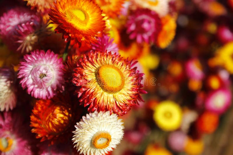 Straw Flower or Everlasting Helichrysum Bracteatum Stock Image - Image ...