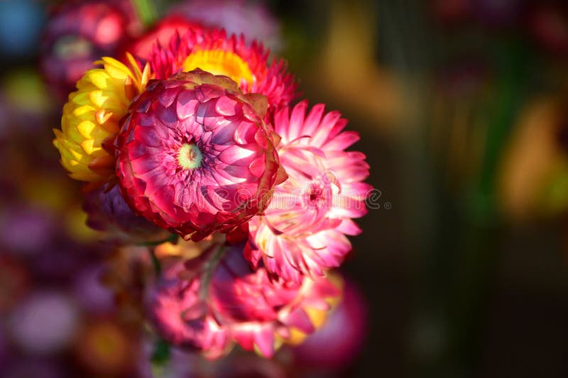 Straw Flowers stock photo. Image of natural, pink, color - 28898700